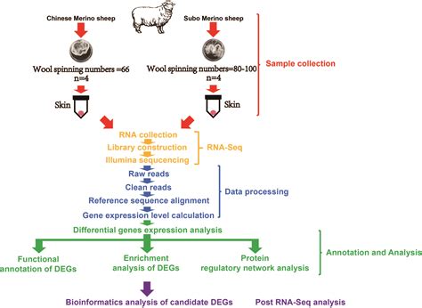 Transcriptome Analysis Reveals Genes Associated With Wool Fineness In