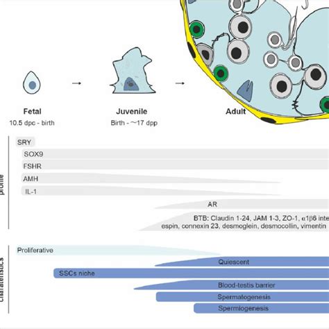 Schematic Representation Of The Hypothalamic Pituitary Testicular Axis