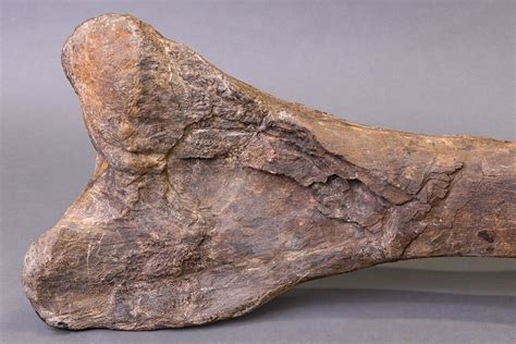 37 Huge Adult Hadrosaur Hypacrosaurus Tibia Bone Montana 245513 For Sale
