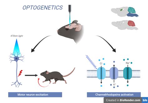Optogenetics Applications At Evie Wynyard Blog