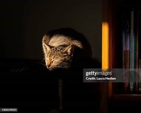 Cat Bookshelf Photos And Premium High Res Pictures Getty Images