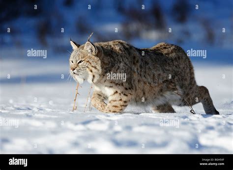 Bobcat Lynx Rufus Captive Winter Habitat Bozeman Montana Usa