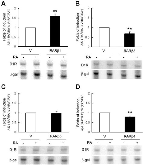 Differential Regulation Of D1r Mrna By Different Rar ␤ Isoforms The Download Scientific