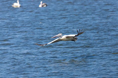 Mysuru India의 흐릿한 배경에서 날아 다니는 그레이트 화이트 펠리컨 또는 장미 빛 펠리컨의 아름다운 측면보기 국립공원에 대한 스톡 사진 및 기타 이미지 Istock