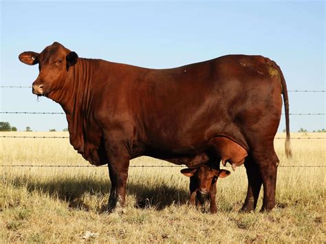 Raising Santa Gertrudis Cattle Tips And Techniques For Success