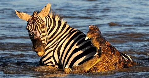 Jaws Of Death Crocodile Snatches Zebra Then Turns River Into A