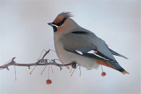 Bohemian Waxwing 6