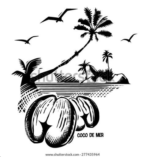 Coco De Mer Seychelles Over 216 Royalty Free Licensable Stock Vectors And Vector Art Shutterstock