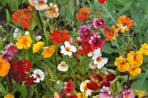 How To Grow And Care For Nemesia Growcycle
