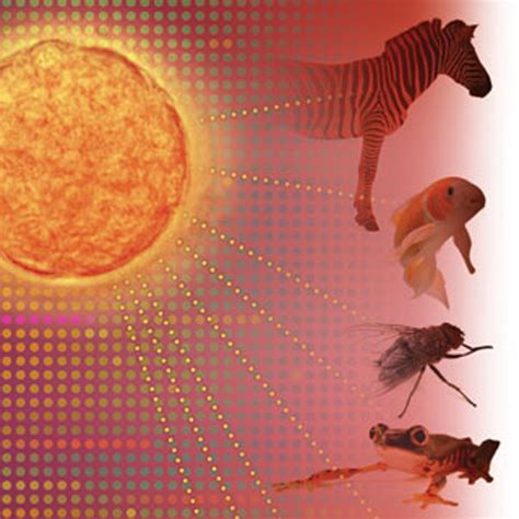 Regulating Evolution How Gene Switches Make Life Scientific American