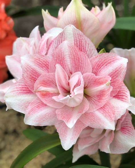 Candy Belle Onings Holland Flowerbulbs