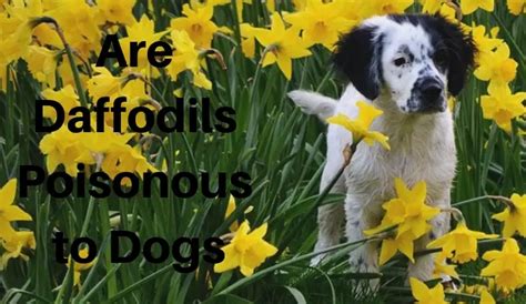Are Daffodil Plants Poisonous To Cats And Dogs