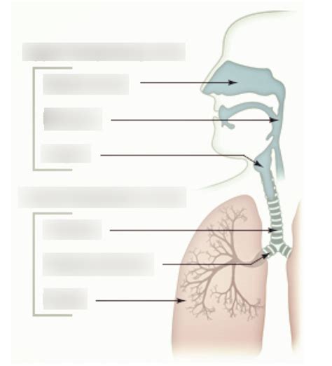 Respiratory Basic Diagram Quizlet