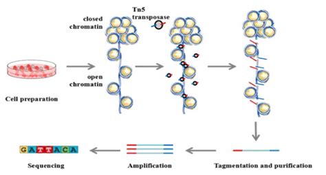 ATAC seq分析数据介绍 数据科学工厂 博客园