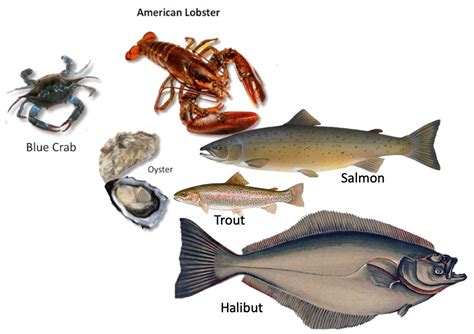 Seafood Types Of Shellfish Shellfish Of The World 64 Shellfish Types