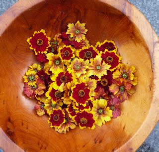 Wool Tribulations Of Hand Spinning And Herbal Dyeing Making Coreopsis Dye From The Plant To
