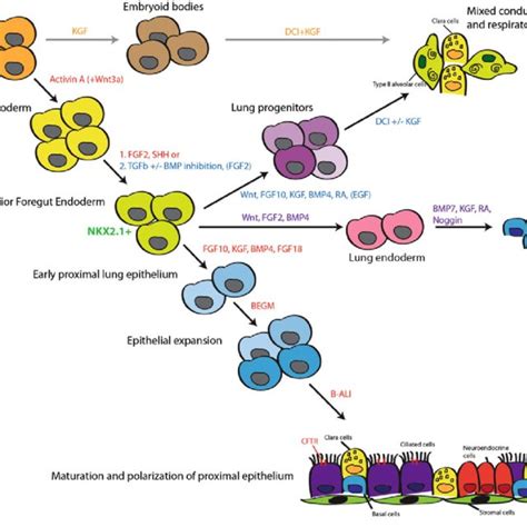 Differentiation Strategies To Generate Pulmonary Epithelial Cell Download Scientific Diagram
