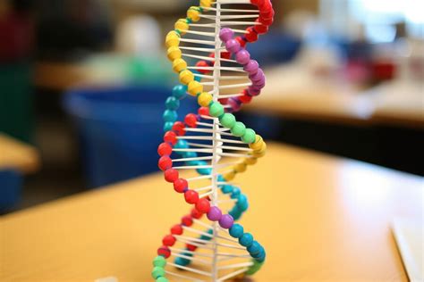 Premium Photo Dna Model In School Classroom Science And Education