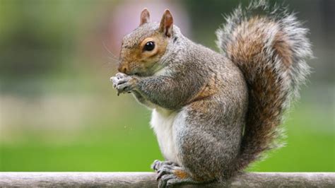 Do Wind Chimes Scare Away Squirrels Tried And True Pest Samurai