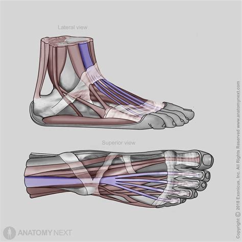 Extensor Digitorum Longus Anatomy App