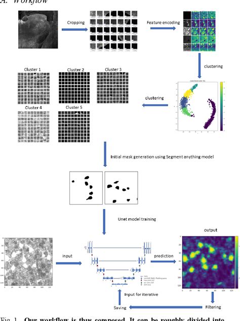 Advanced Image Segmentation Techniques For Neural Activity Detection Via C Fos Immediate Early