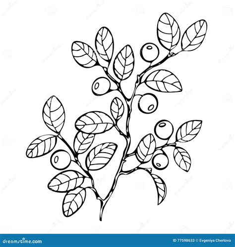 越桔彩图，剪影，黑白例证，单色 分支蓝莓离开莓果 森林 向量例证 插画 包括有 例证 有机 77598633