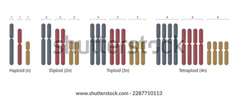 Haploid Diploid Triploid Tetraploid Stock Vector Royalty Free