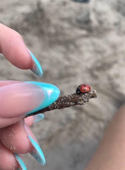 Beach Bug Rladybugs