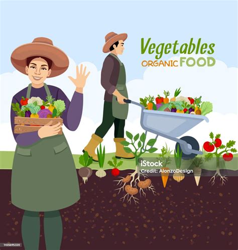 정원사 몇 명 수레를 든 남자와 신선한 야채가 담긴 나무 상자를 들고 있는 여자 수확에 대한 스톡 벡터 아트 및 기타 이미지 수확 야채 가든 작물 Istock