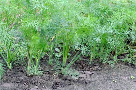 How To Grow And Care For Dill