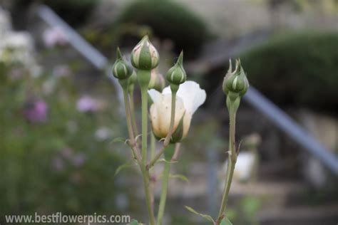 Windermere Rose Best Flower Pics