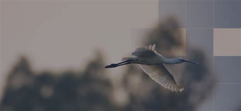 Transmit Renewables Grid Initiative