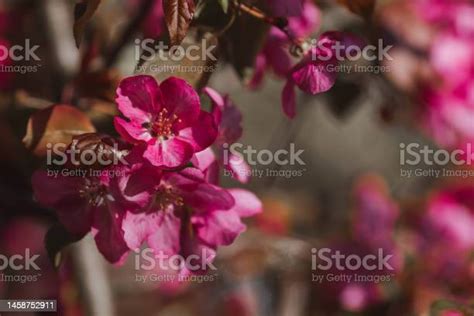 매크로 사진 분홍색 장식용 사과 나무가 아름다운 일몰 빛에 피어납니다 봄 자연 벽지 정원에 피는 사과나무 나무 가지에 피는 분홍색 꽃 0명에 대한 스톡 사진 및 기타 이미지