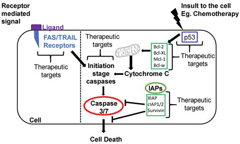 Simplified Overview Of Extrinsic And Intrinsic Apoptosis Pathways And