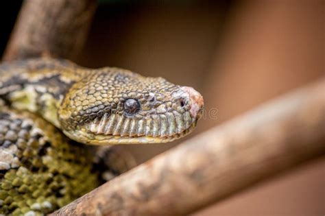 Python Madagascar African Island Stock Image Image Of Reptile Moth
