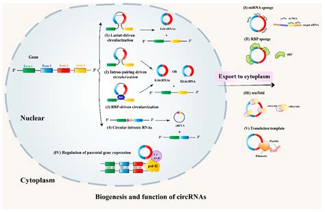 The Landscape Of Circular Rnas In Cardiovascular Diseases