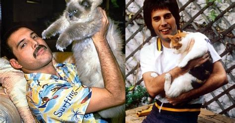 Gatos De Freddie Mercury ¿qué Fue De Ellos Después De La Muerte Del