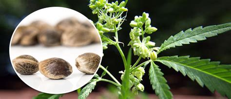 Understanding Cannabis Seeds A Comprehensive Guide