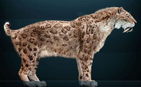 Sabre Toothed Cat Smilodon Fatalis World History Encyclopedia