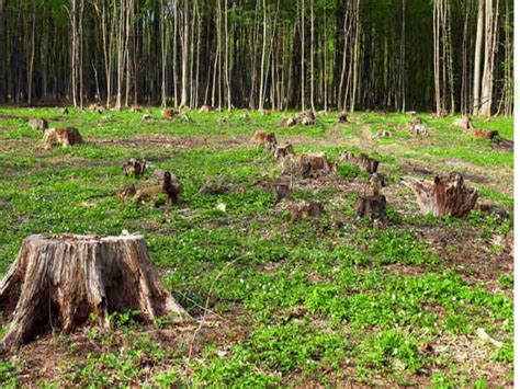 Genetic Engineering Pptx [read Only] Pptx