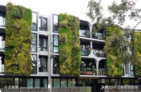 室內植物牆植物除蟲 這個小妙招就能搞定 每日頭條