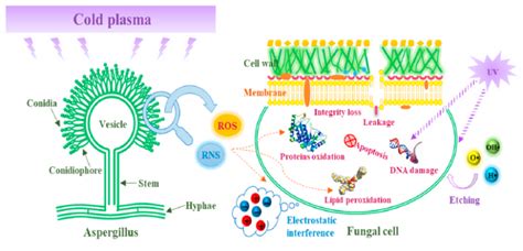 از بین بردن سم آفلاتوکسین به وسیله پلاسمای سرد پلاسما پلاس