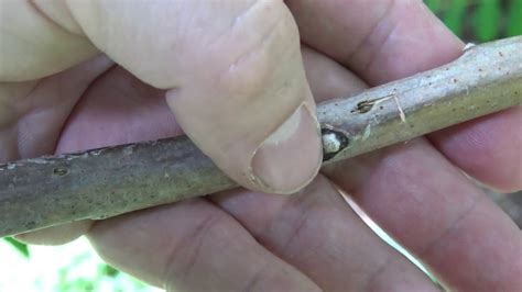 Sumac Trees A Hidden Gem For Your Garden Homesteadingblog