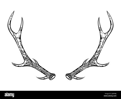 Deer Antler Drawings