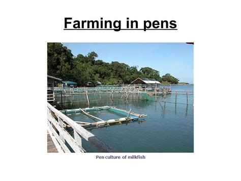 Brackish Water Aquaculture 007 Ppt