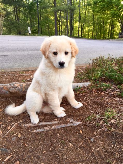 Golden Retriever Yellow Lab Mix Puppies Stom