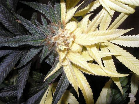 Gpsbank N1 6 Most Common Weed Mutations And How To Spot Facebook