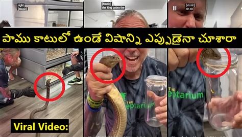 Do You Know How Much Venom Does A King Cobra Have King Cobra Releasing Venom Through Its Bite