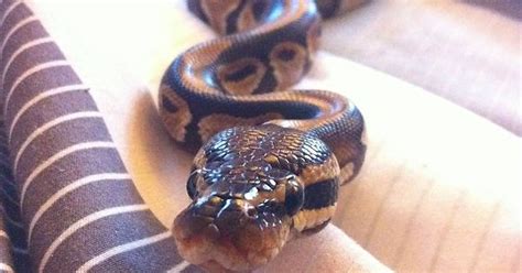 Felix The Ball Python Imgur