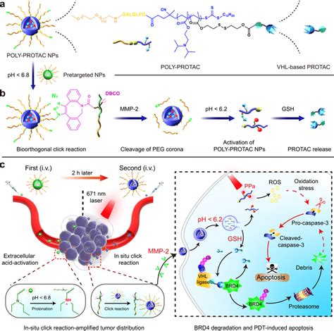 Schematic Illustration Of The Bioorthogonal Poly Protac Nps For Download Scientific Diagram